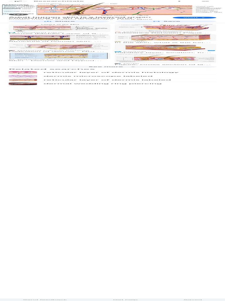 Reticular Layer | PDF