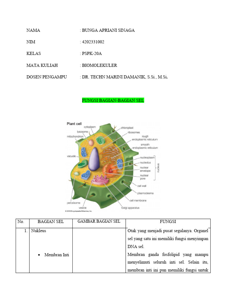 Bunga Apriani Sinaga - TR1 - Fungsi Bagian Sel - PSPK20A | PDF