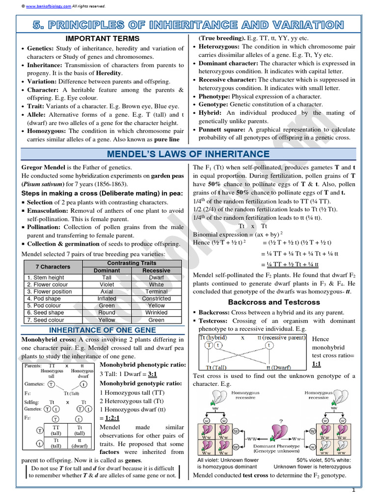 5 Principles of Inheritance and Variation-Sample Notes | PDF | Genotype ...