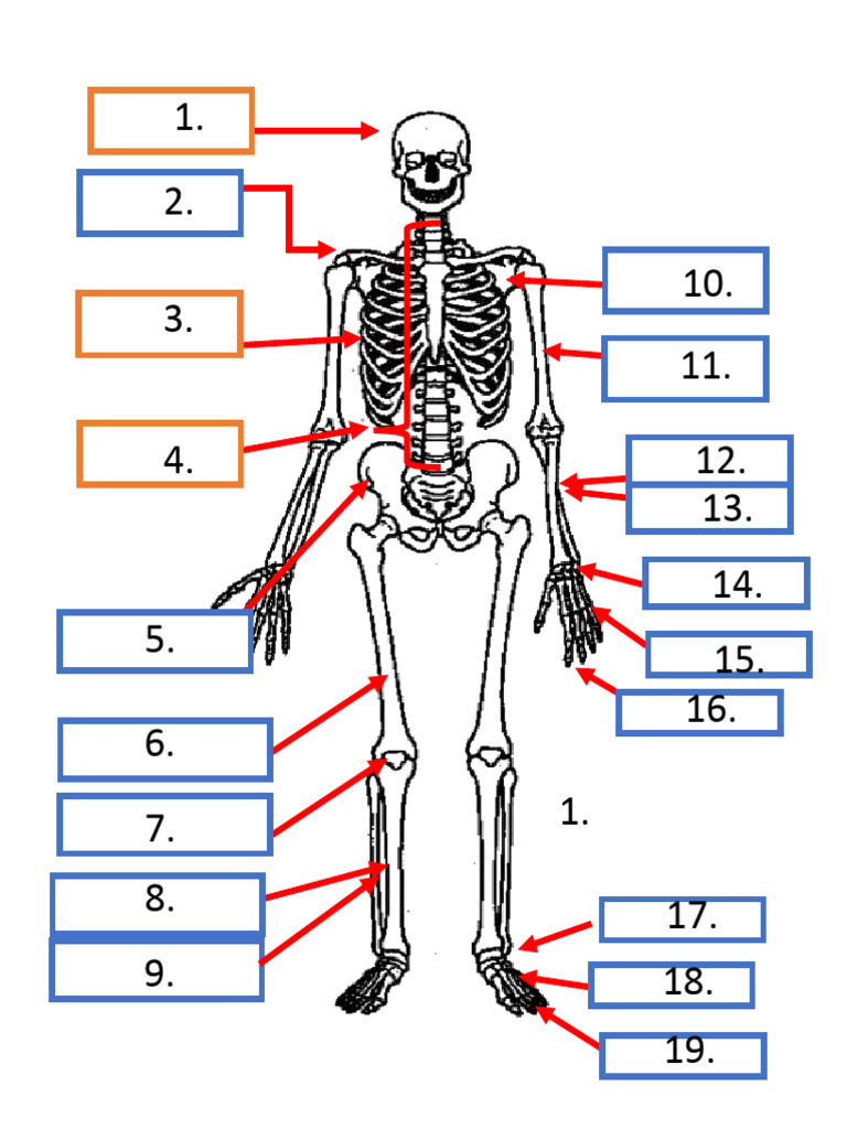 Skeletal System Pdf