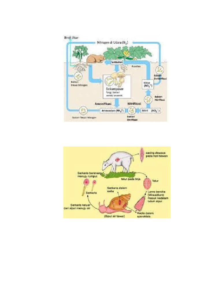 Daur Siput Dan Nitrogen | PDF