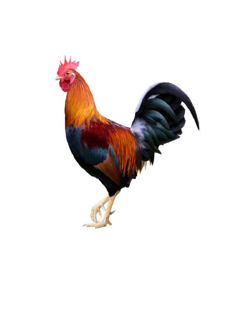 Gambar Pitik Jago | PDF