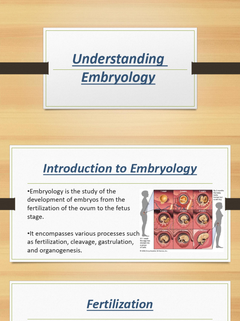 Peer Tutorial - 2 | PDF | Zoology | Reproduction