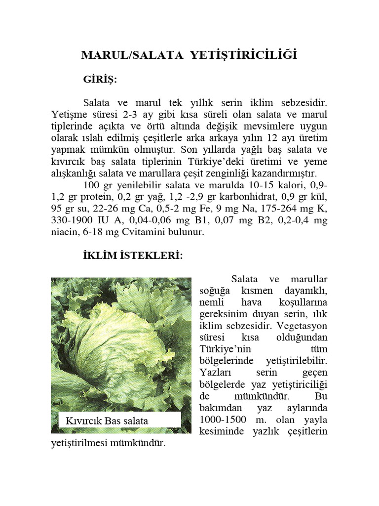 Marul - Salata Yeti̇şti̇ri̇ci̇li̇ği̇ | PDF
