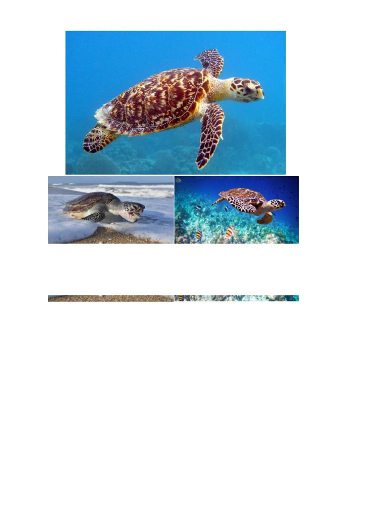 gambar penyu | PDF
