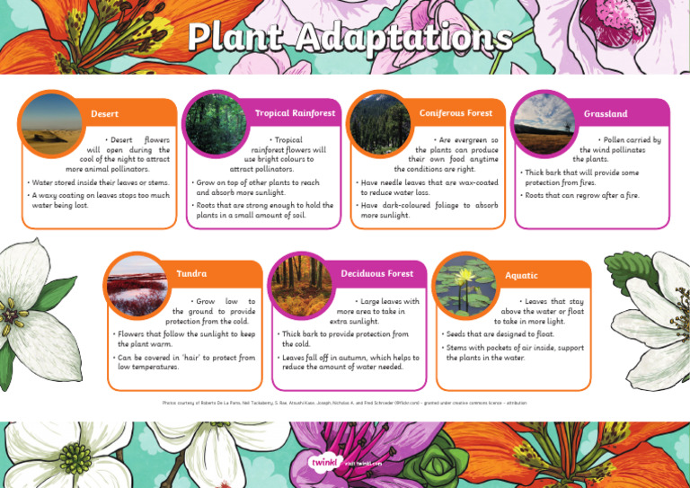 Au t2 S 977 Plant Adaptations Display Poster Ver 2 | Download Free PDF ...