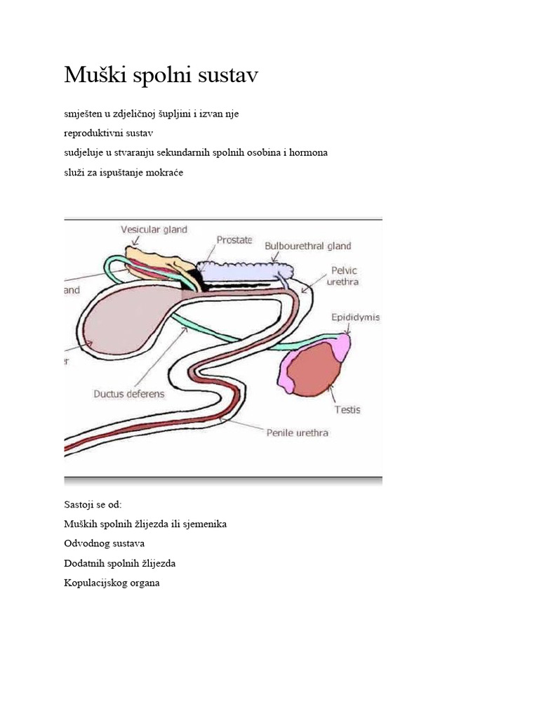 Muški I Ženski Spolni Sustav Anatomija | PDF