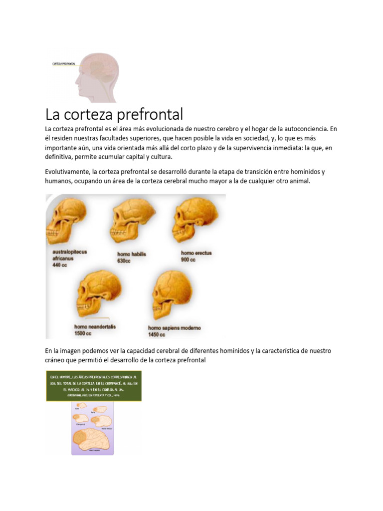 La_corteza_prefrontal | Descargar gratis PDF | Lóbulo frontal | Ciencia ...