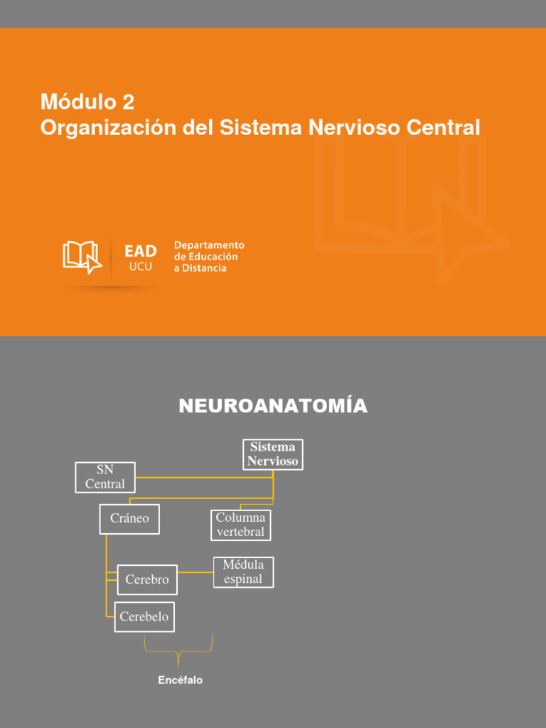 Neuro 2 2.1. Organización Sistema Nervioso Central | PDF | Cerebro | Sistema nervioso central