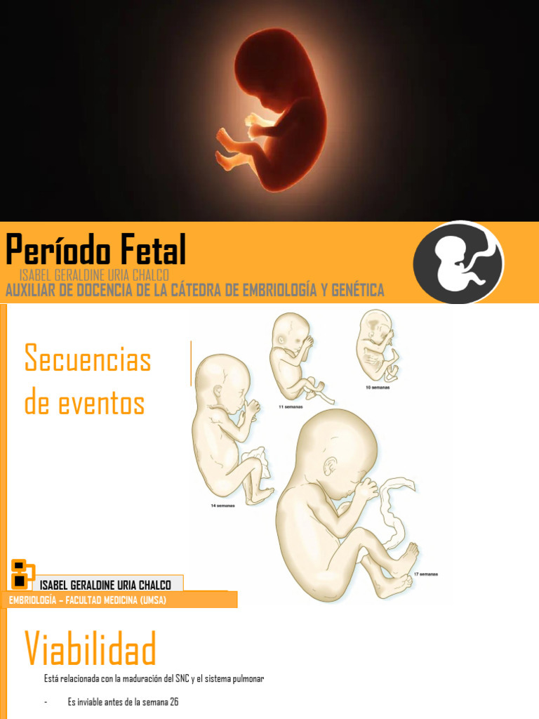 Periodo fetal | PDF | Parto | Feto