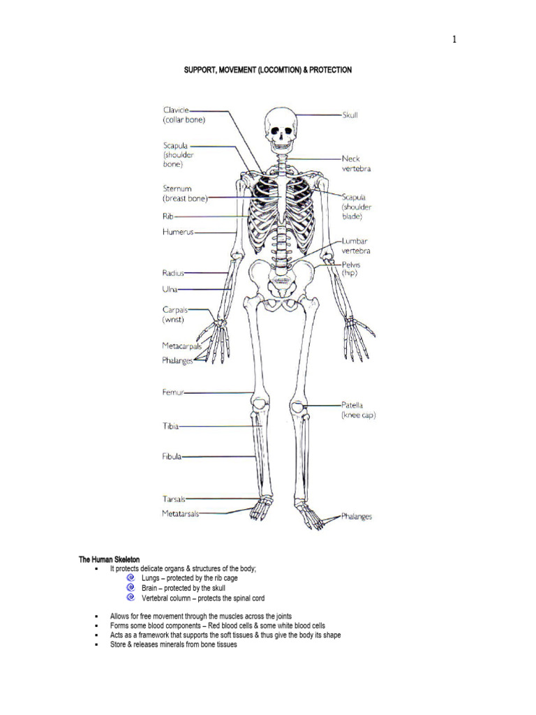 Skeletal System Pdf Skeleton Musculoskeletal System