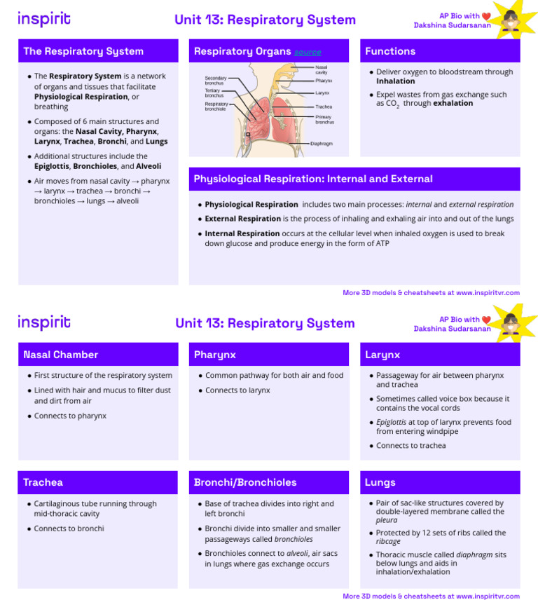 Cheat_Sheet_Respiratory | Download Free PDF | Respiratory Tract | Respiratory System