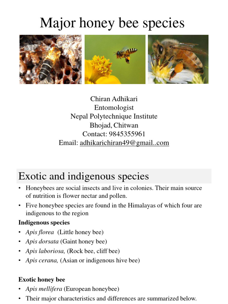 Industrial Entomology Lecture 3 | PDF | Honey Bee | Western Honey Bee