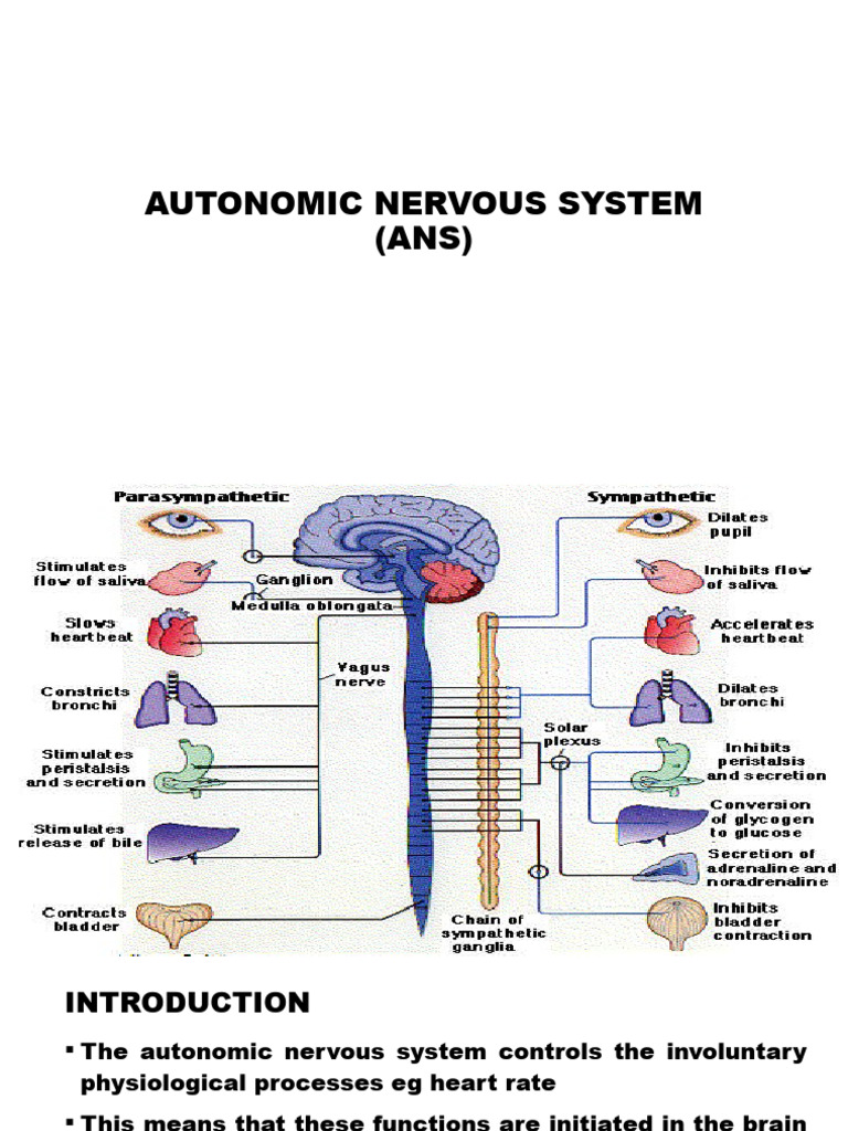 Autonomic Nervous System | PDF | Autonomic Nervous System | Nerve