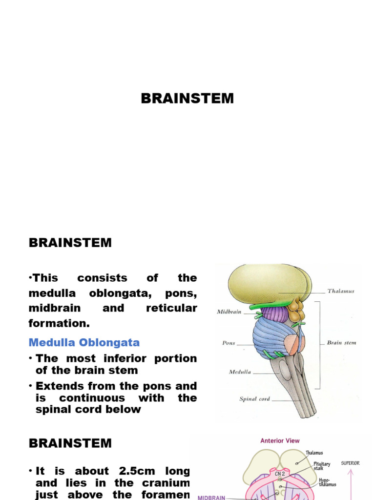 BRAINSTEM | Download Free PDF | Brainstem | Thalamus