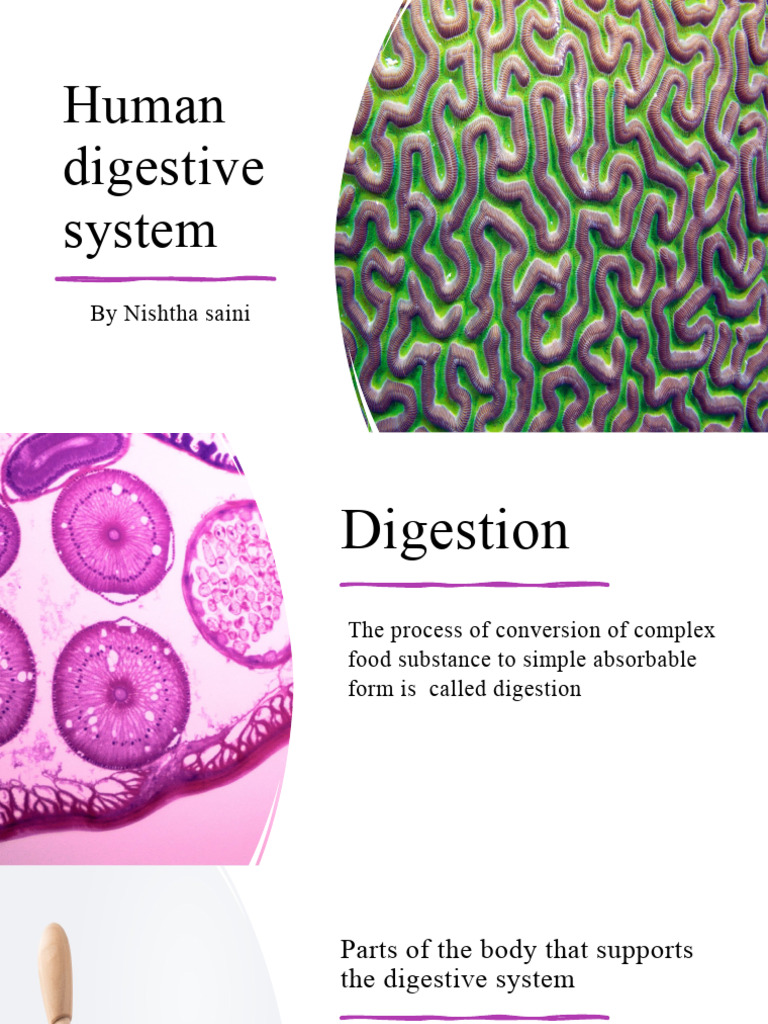 Human Digestive System | Download Free PDF | Human Digestive System ...