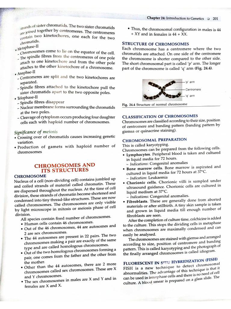 Chromosomes, Mutation | PDF