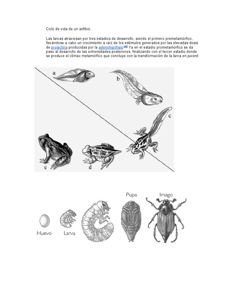 Ciclo de Vida de Un Anfibio | PDF
