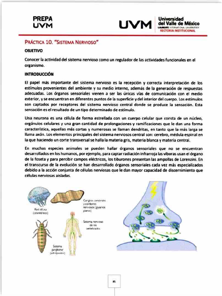 Practica 10 Bio | PDF