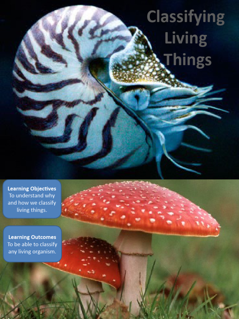 Classification - Year 6 | Download Free PDF | Biology | Organisms
