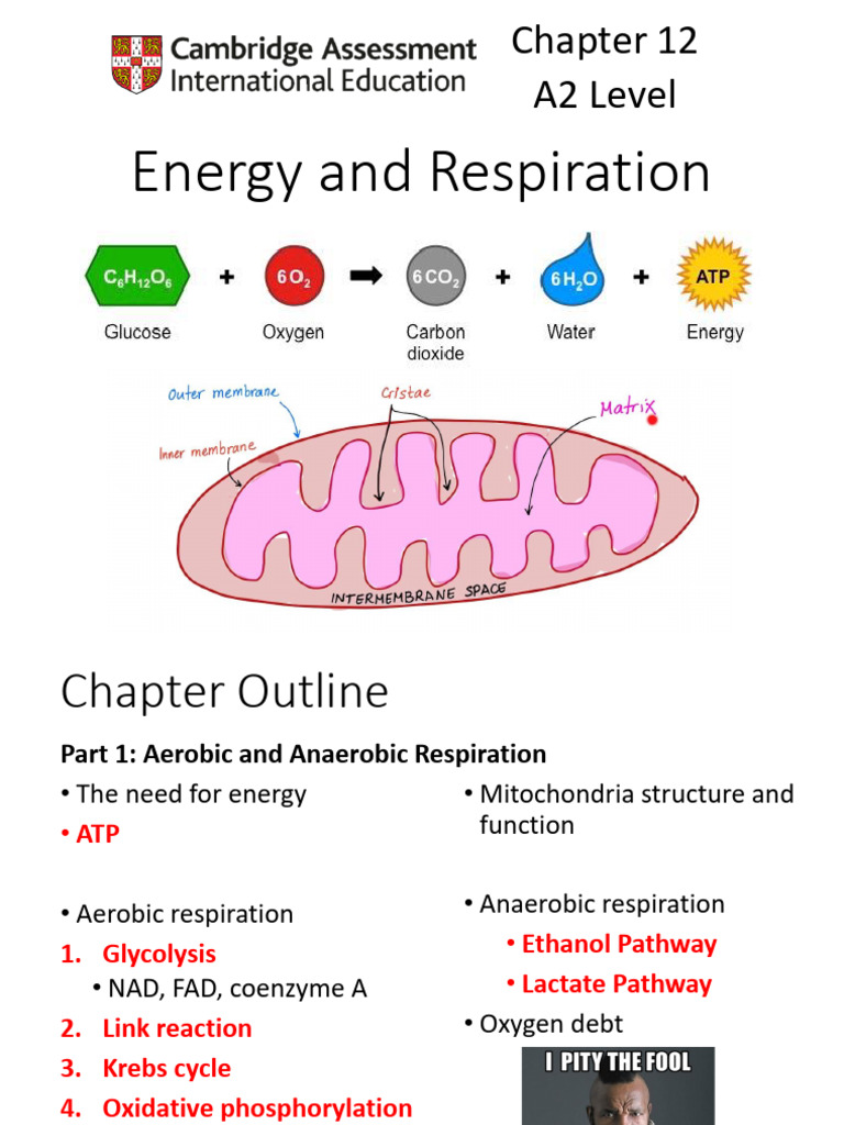 C12 Energy and Respiration (3) | Download Free PDF | Cellular ...