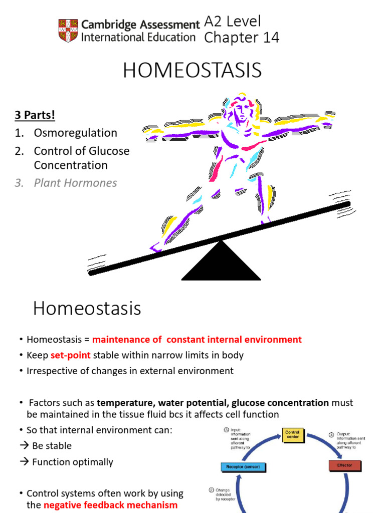Homeostasis: Osmoregulation Overview | PDF | Pancreas | Kidney
