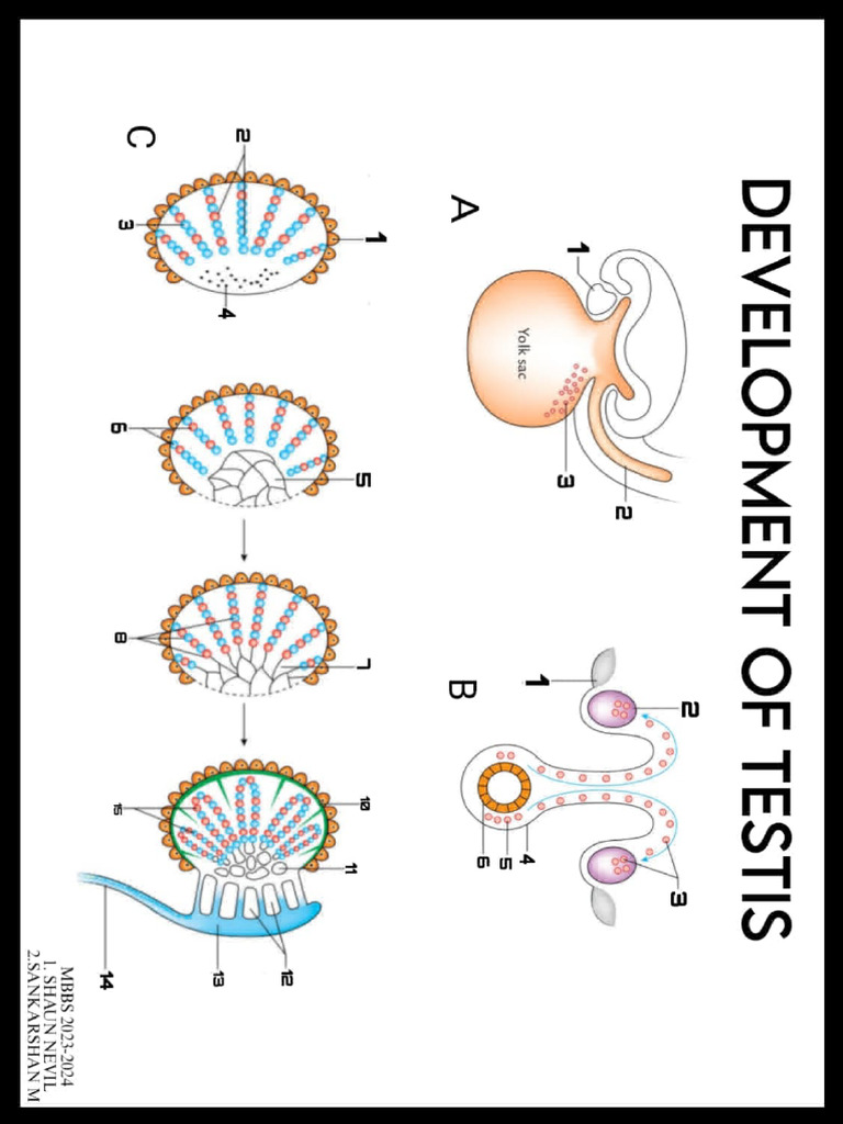 Development of Testis | PDF | Testicle | Male Mammals