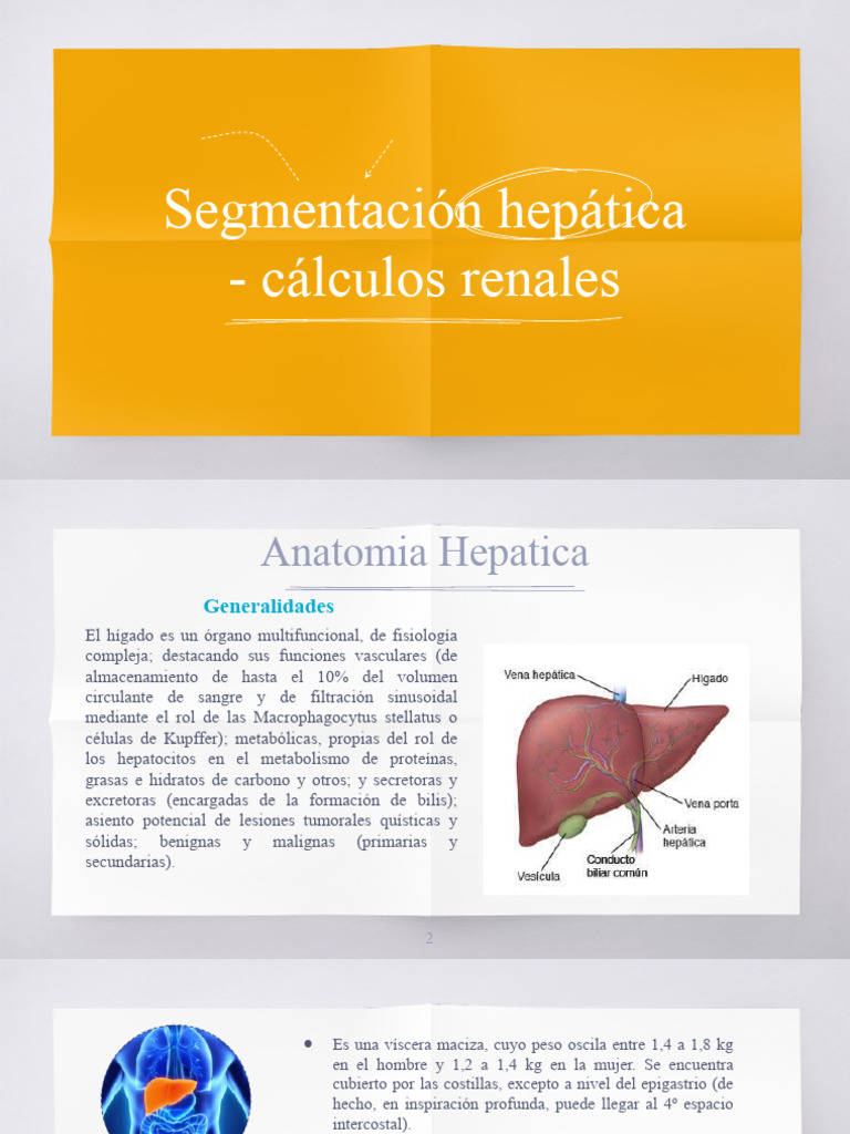 Segmentación Hepatica Pdf Hígado Medicina Clinica