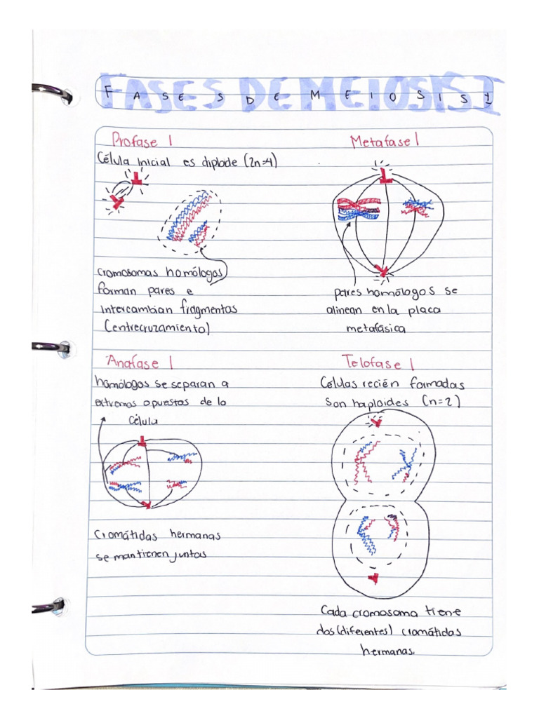 Fases de La Meiosis | PDF