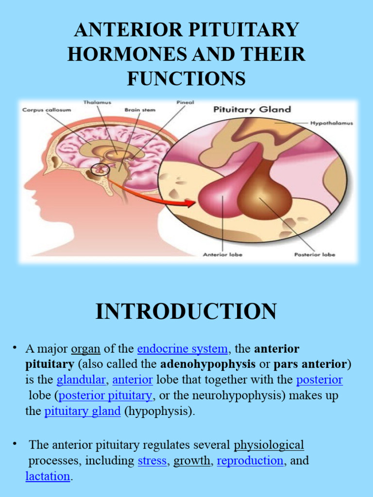 Anterior Pituitary Hormones and Their Functions | PDF | Pituitary Gland | Endocrine System