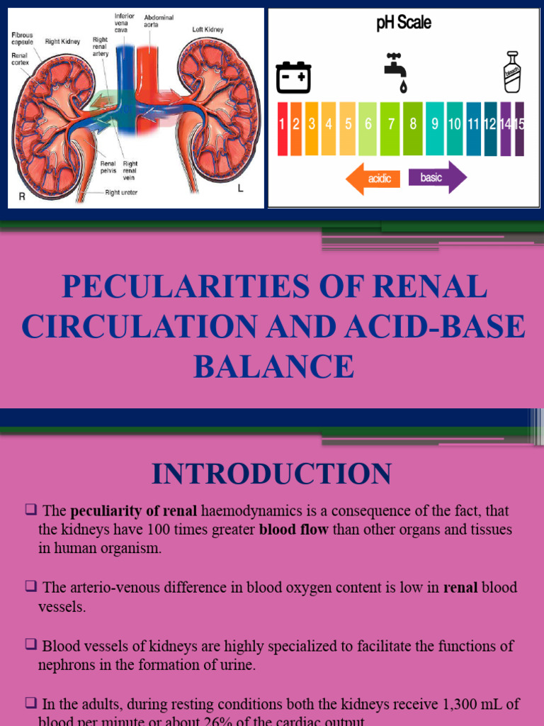 Renal Circulation & Acid-Base Balance | PDF | Kidney | Bicarbonate