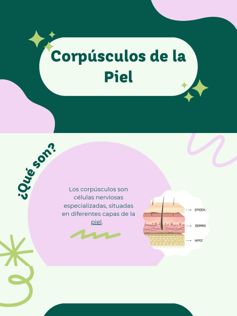 Corpusculos de La Piel | PDF
