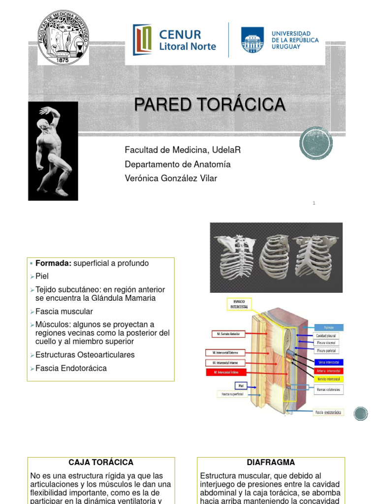 Anatomía de la Pared Torácica | PDF | Tórax | Anatomía