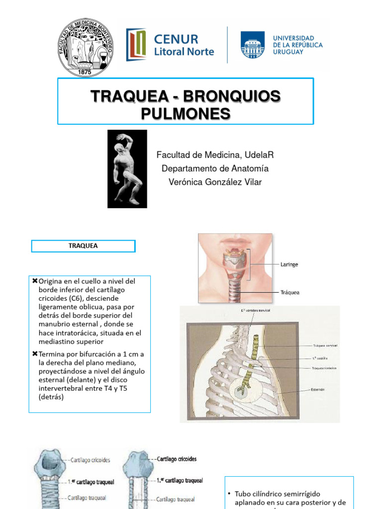 Traquea - Bronquios - Pulmones | Descargar gratis PDF | Pulmón | Tórax