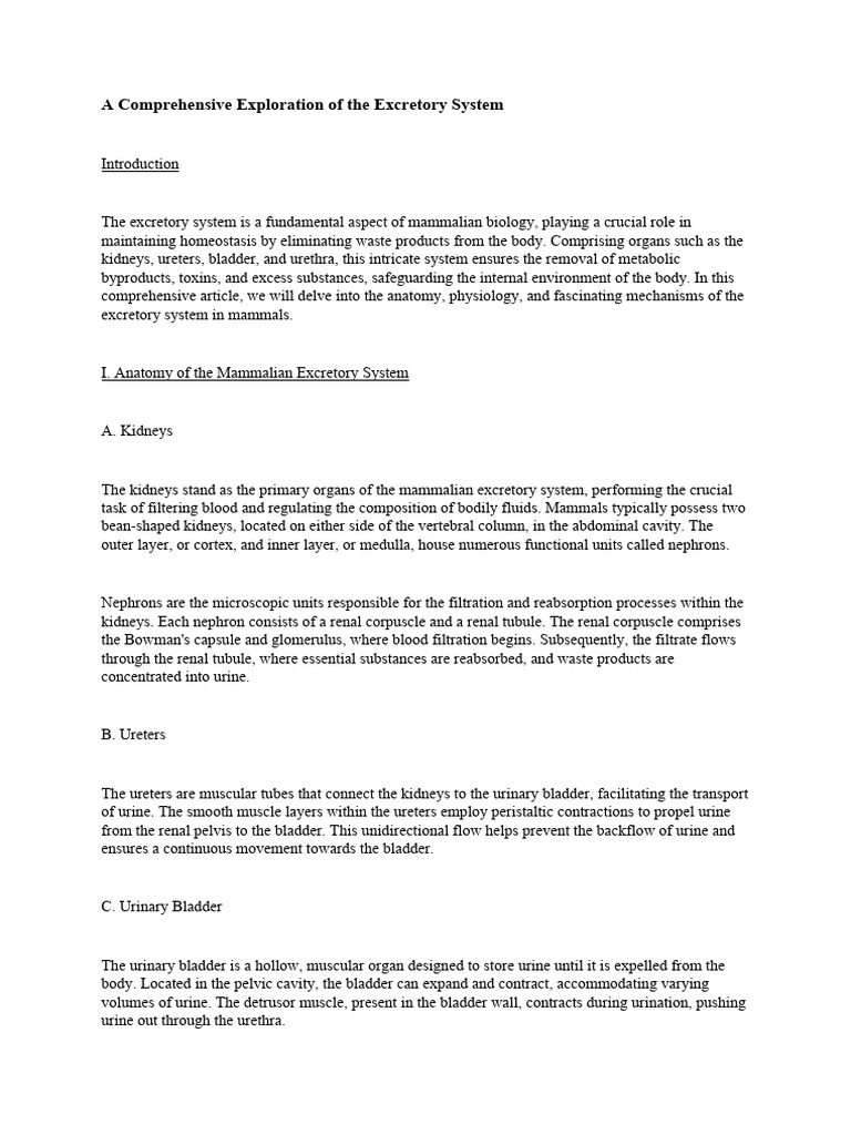 A Comprehensive Exploration of The Excretory System | PDF | Kidney ...
