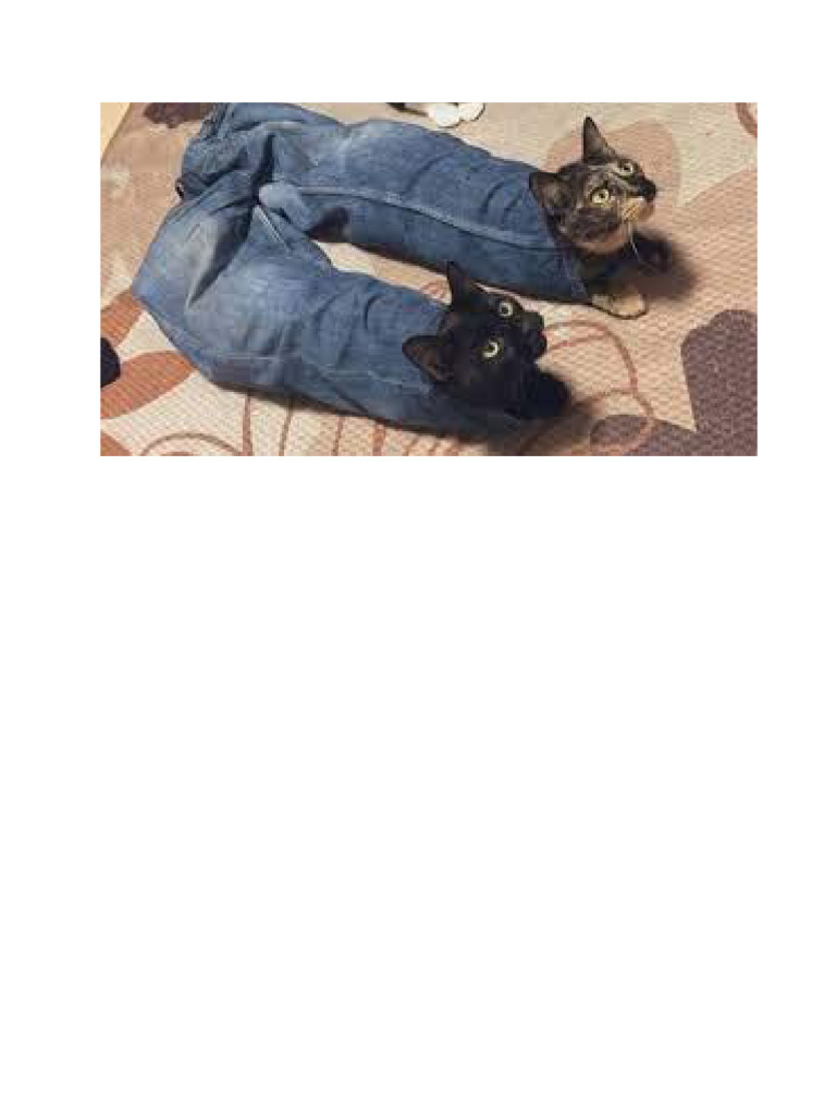 Pants Cats Meme | PDF