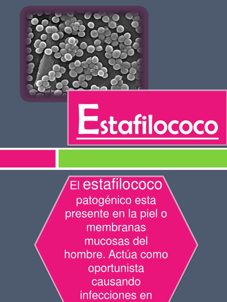 Estafilococo | PDF | Staphylococcus Aureus | Infección