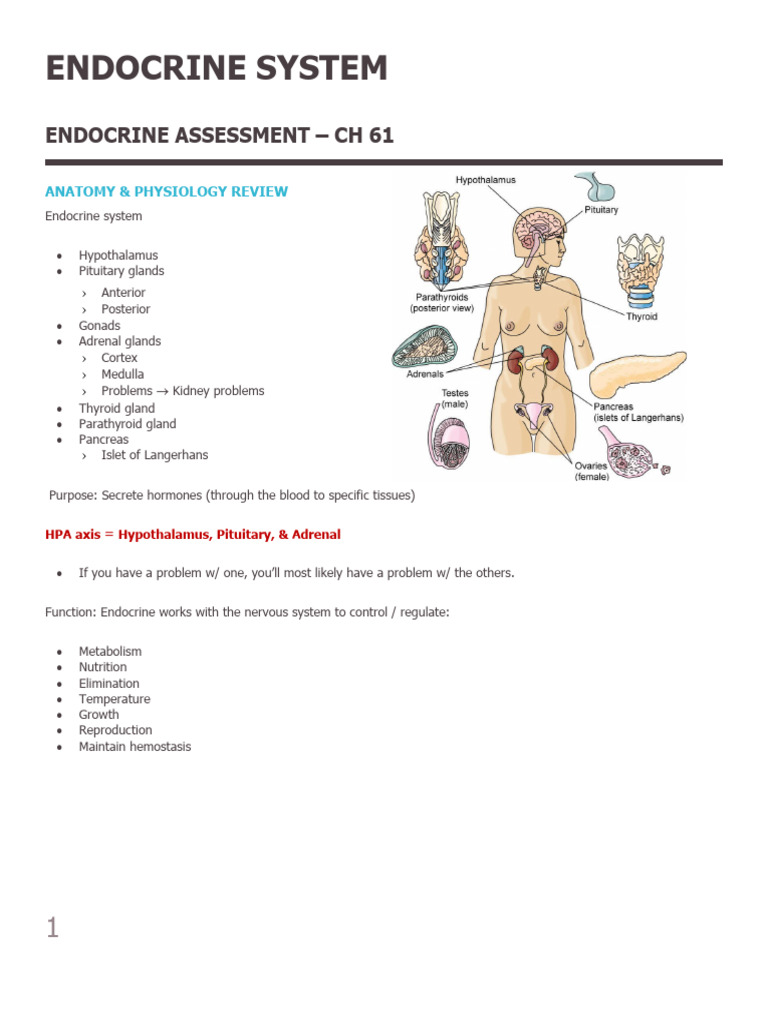 Endocrine System SG | PDF | Endocrine System | Adrenal Gland