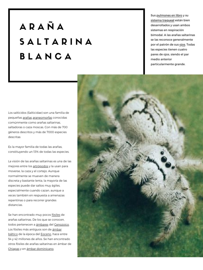 Características de las Arañas Saltarinas | PDF | Zoología