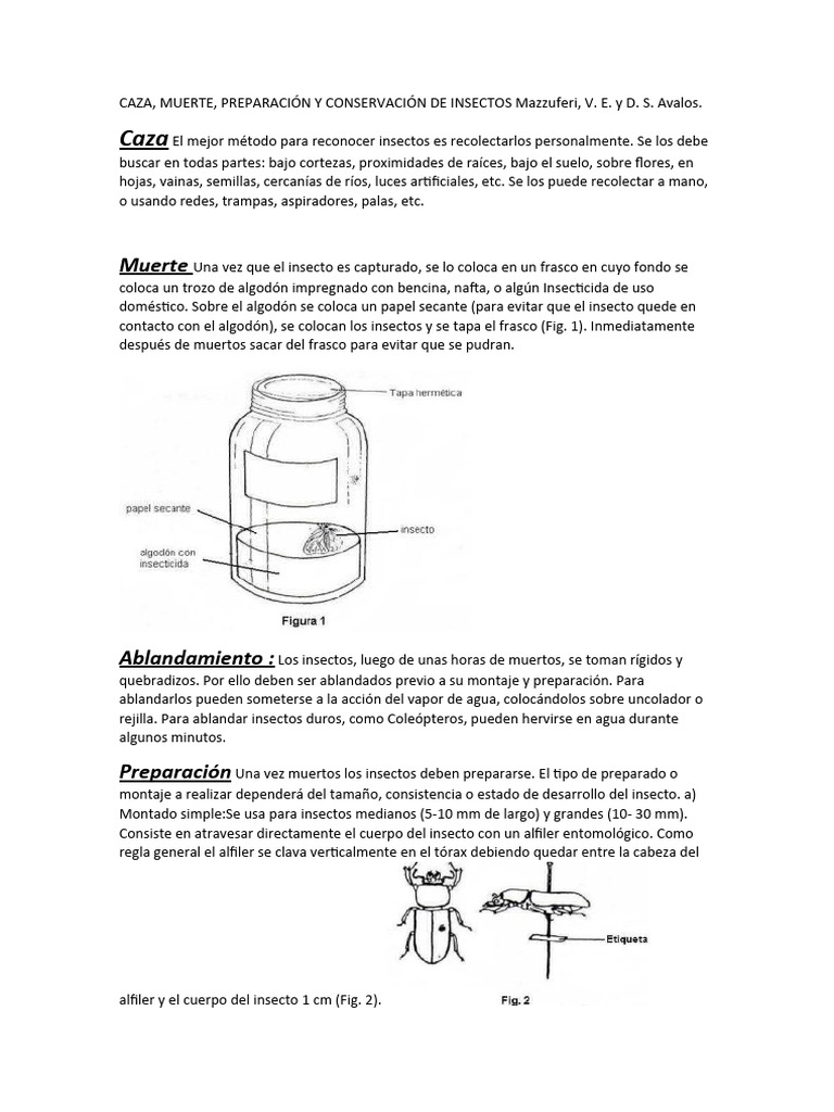 Caja Entomologica | PDF | Insectos | Hexapoda