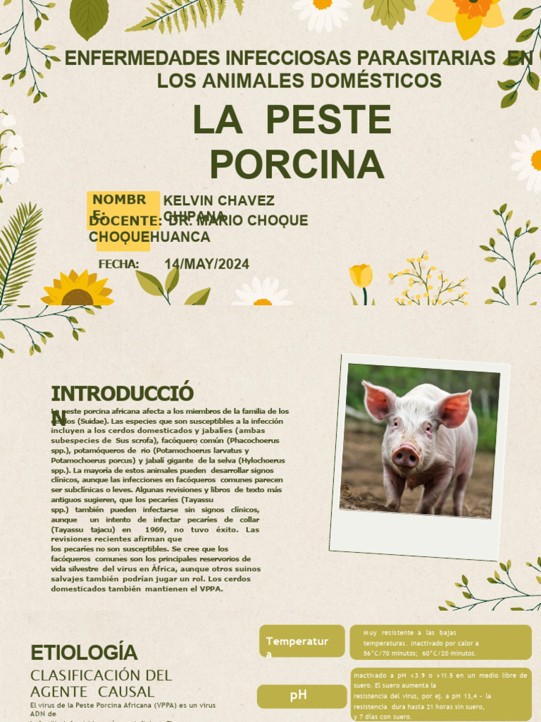 Peste Porcina | PDF | Cerdo | Virus