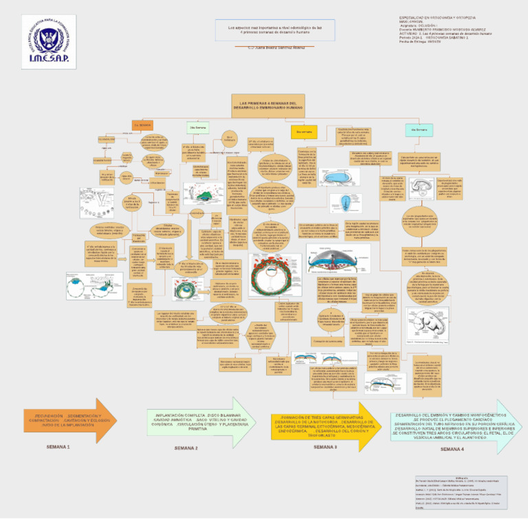 Actividad 2 Mapa Conceptual Las Primeras 4 Semanas de Desarrollo Humano | PDF | Procesos ...