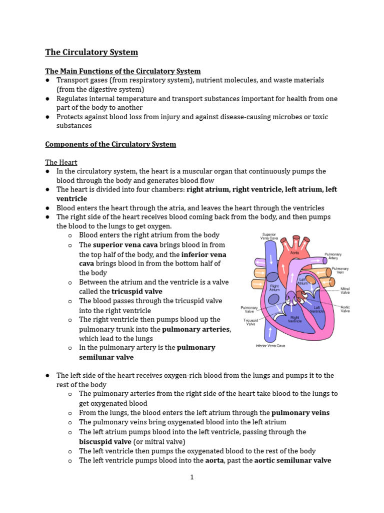 Animals Part 3 | PDF | Atrium (Heart) | Heart