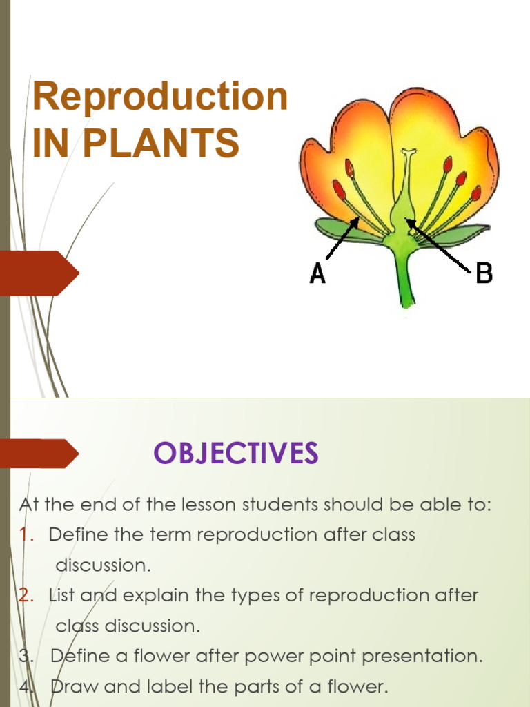 Reproduction in Plants | PDF | Flowers | Sexual Reproduction