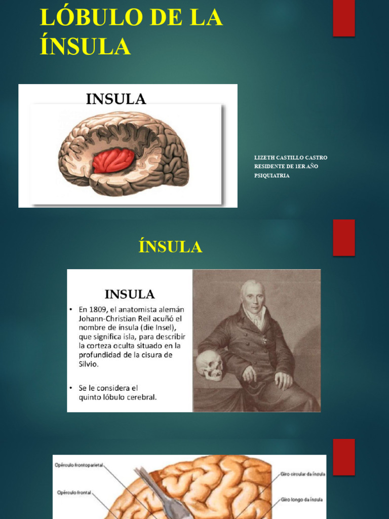 Neuro Anatomia | PDF | Corteza Insular | Las emociones