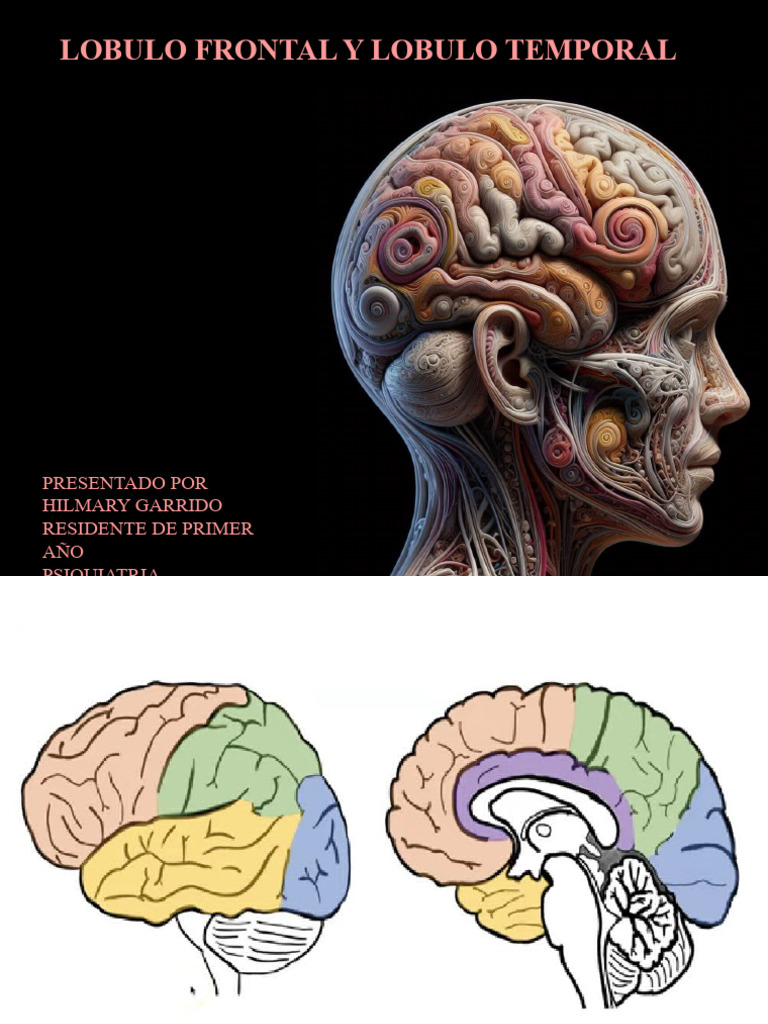 Funciones y Estructuras del Lóbulo Frontal y Temporal | PDF | Lóbulo ...