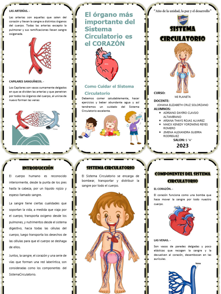 Triptico Del Sistema Circulatorio | Descargar gratis PDF | Sistema ...