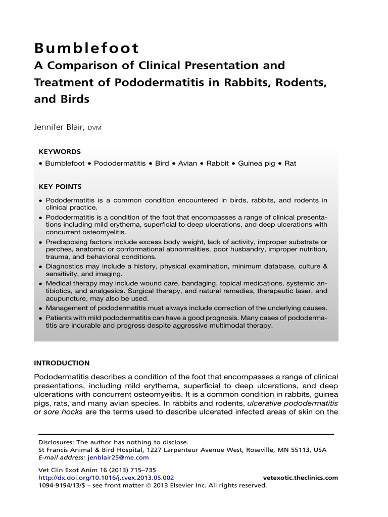 Bumblefoot in Rabbits and Rodents | PDF | Clinical Medicine