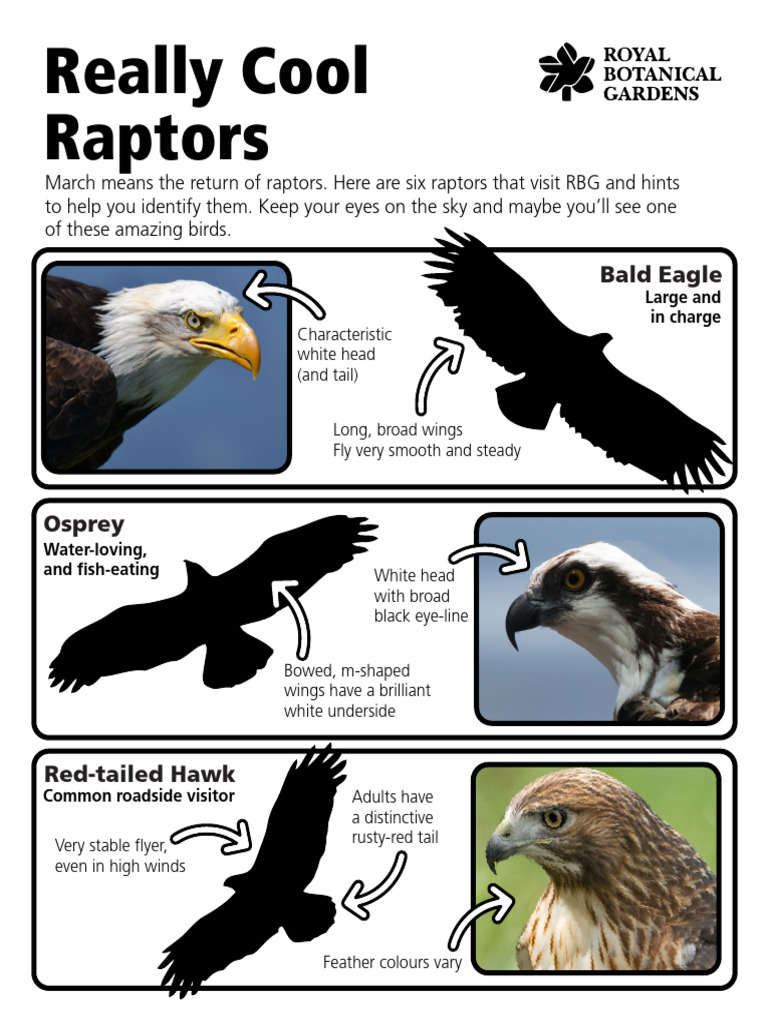 2021 RBG Activity Really Cool Raptors ID Sheet FINAL | Download Free PDF | Birds Of Prey | Bald ...