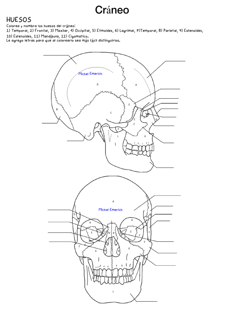 Anatomia Humana Los Huesos Del Craneo Pdf Cráneo Sistema